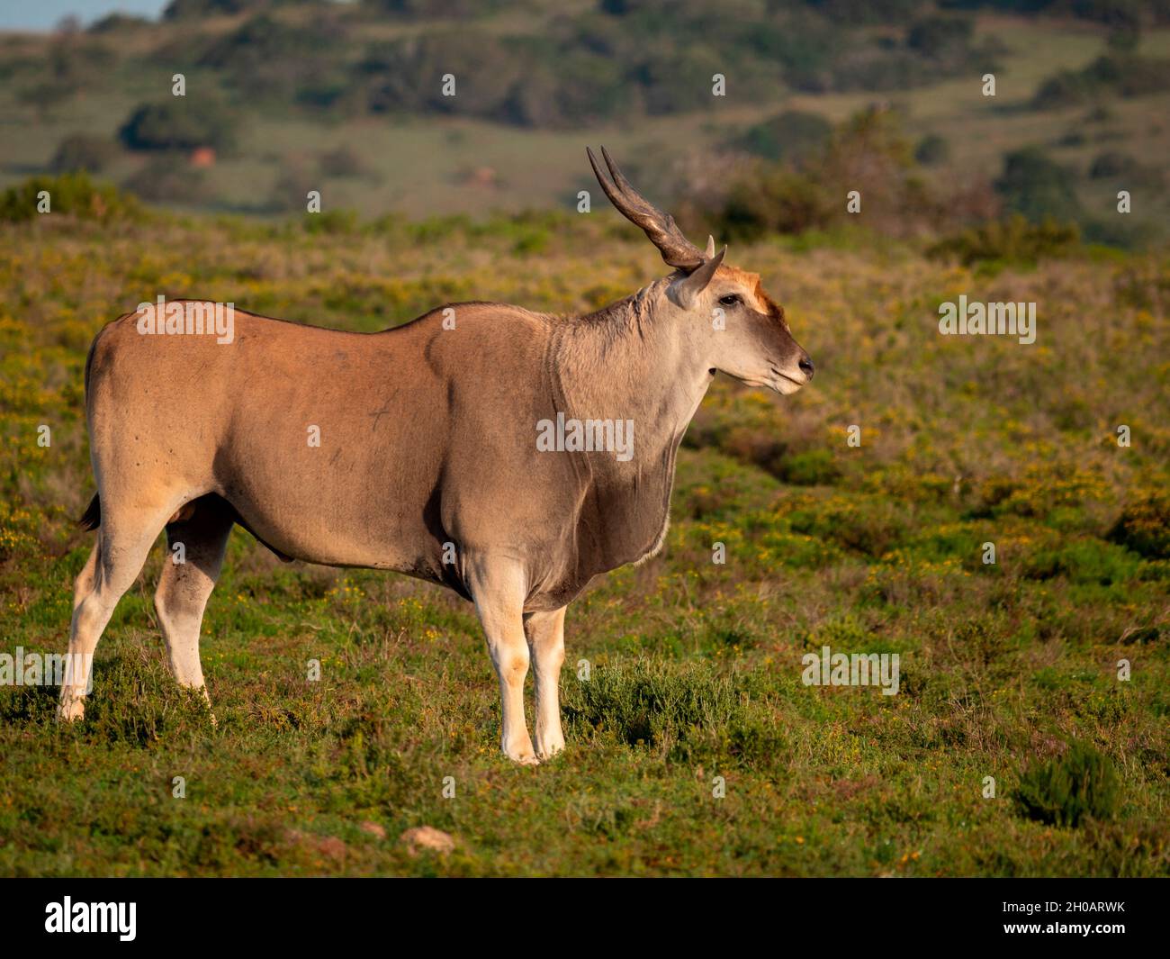 Common eland (Taurotragus oryx), also known as the southern eland or ...