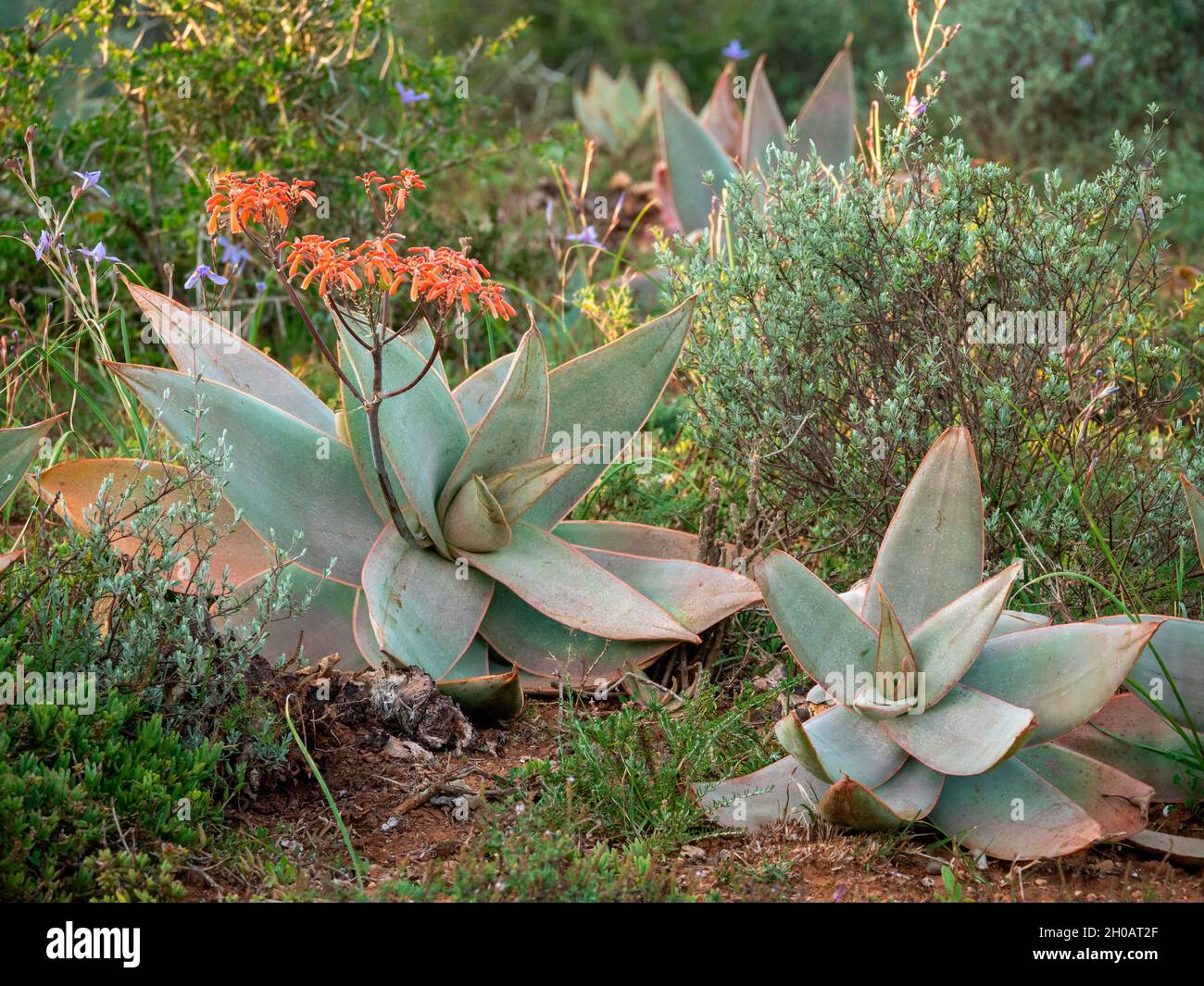 Aloe anatomy hi-res stock photography and images - Alamy