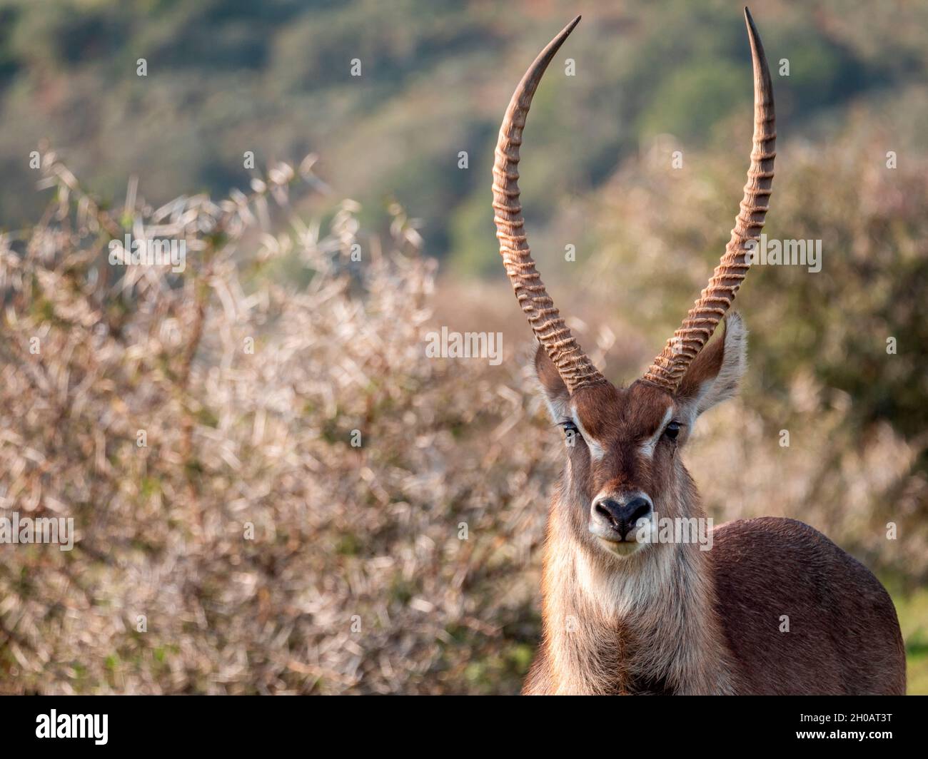 Waterbuck (Kobus ellipsiprymnus) male. Eastern Cape. South Africa Stock ...