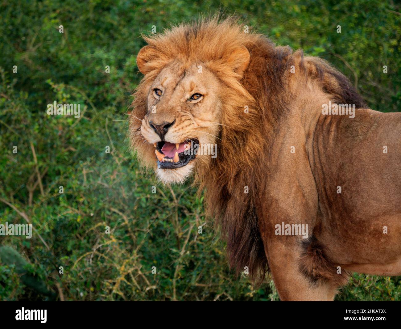 Lion (Panthera leo) showing flehmen position, flehmen reaction, flehmen ...