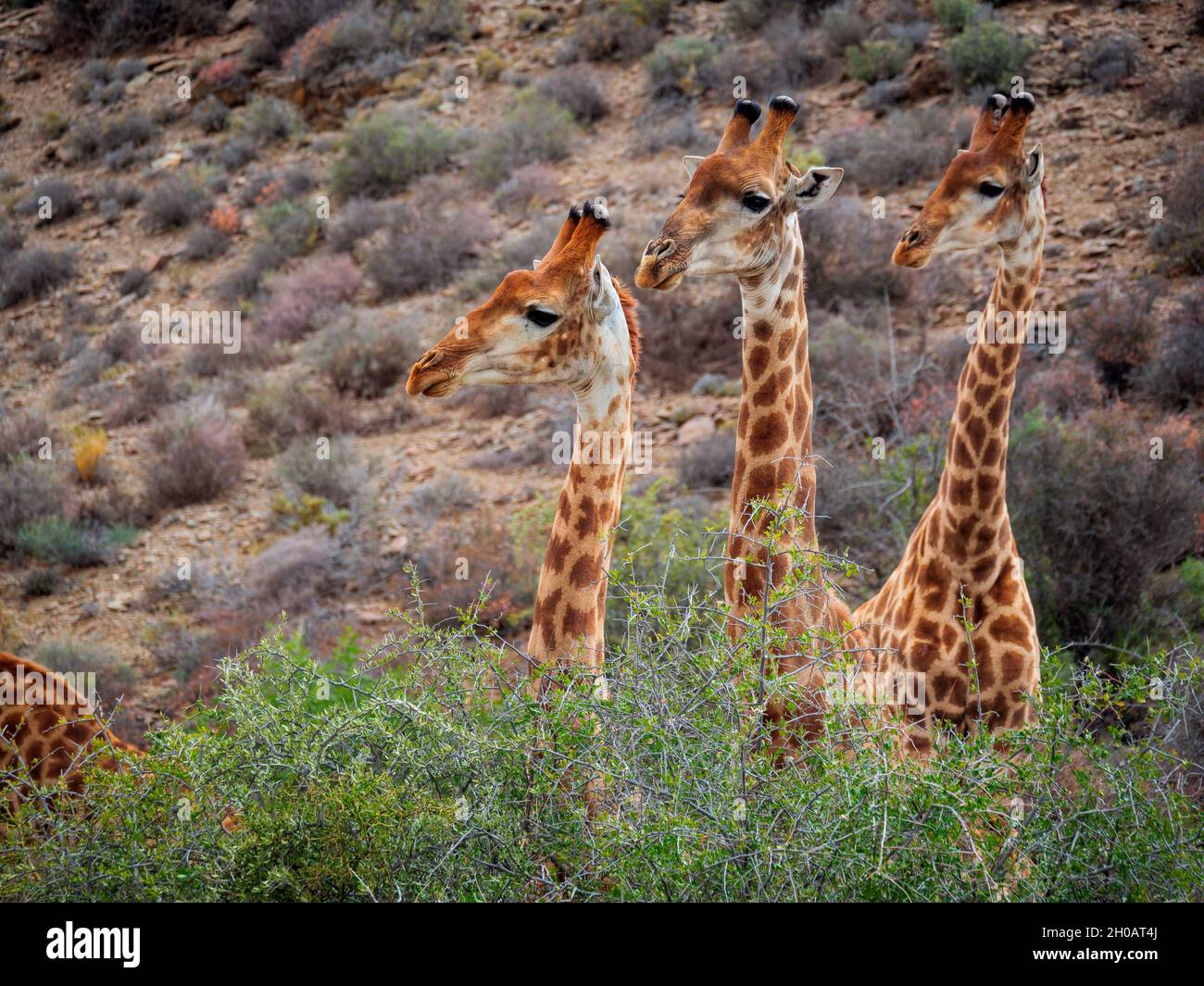 South African giraffe or Cape giraffe (Giraffa camelopardalis giraffa ...