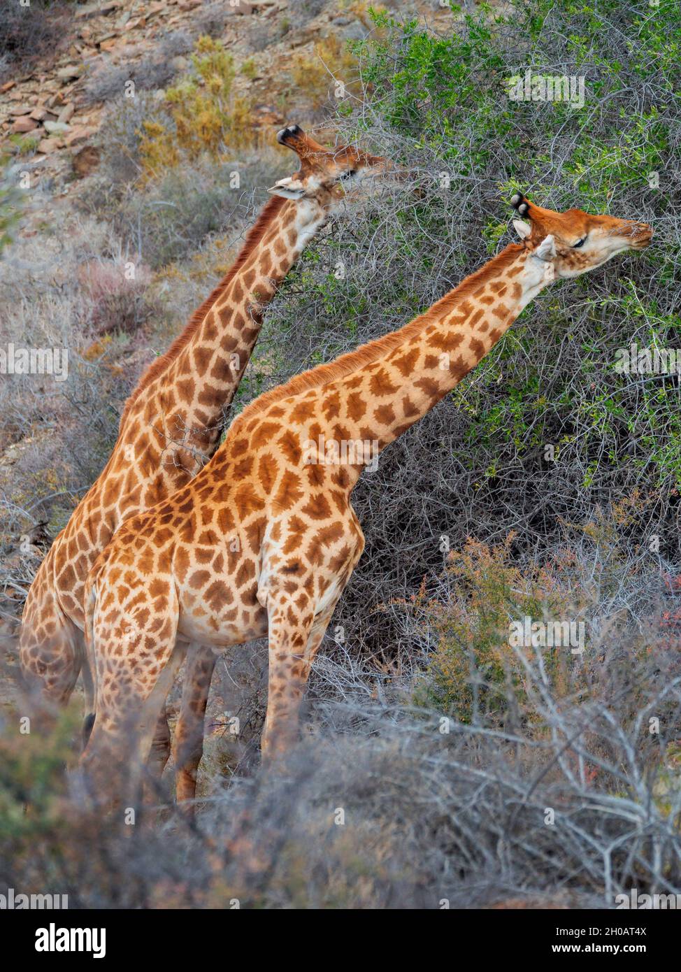 South African giraffe or Cape giraffe (Giraffa camelopardalis giraffa ...