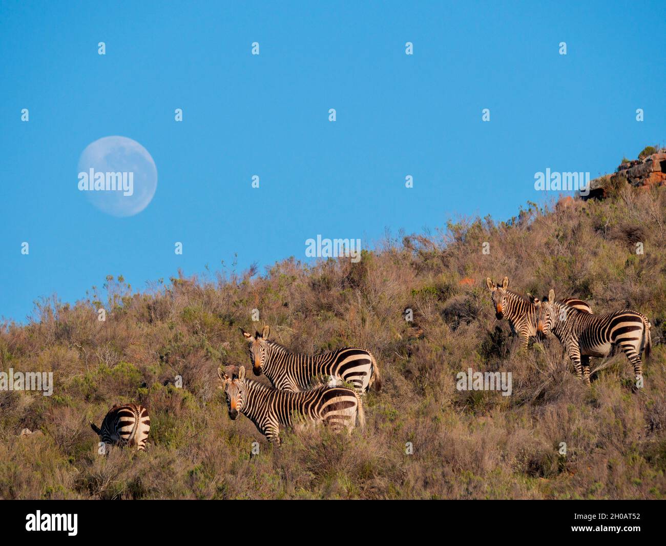 Cape mountain zebra (Equus zebra zebra) herd with the moon in the ...