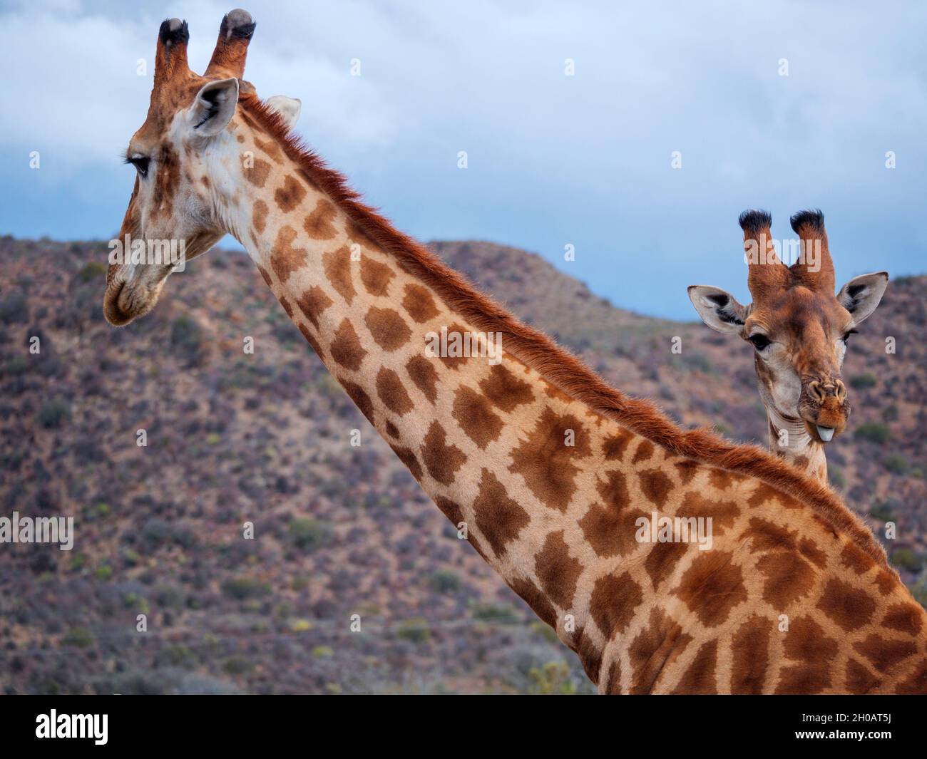 South African giraffe or Cape giraffe (Giraffa camelopardalis giraffa ...
