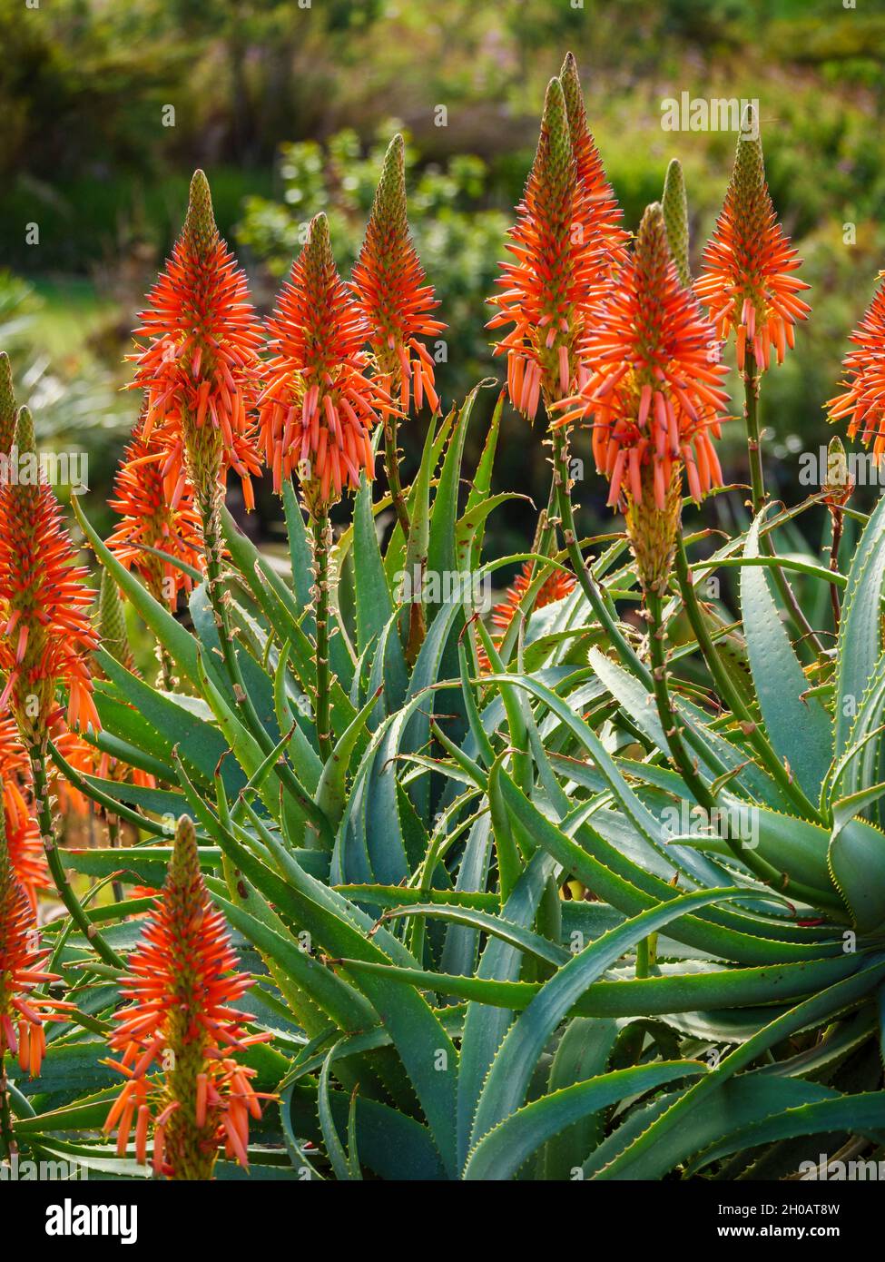 Krantz aloe (Aloe arborescens), Kirstenbosch, Cape Town, Western Cape ...