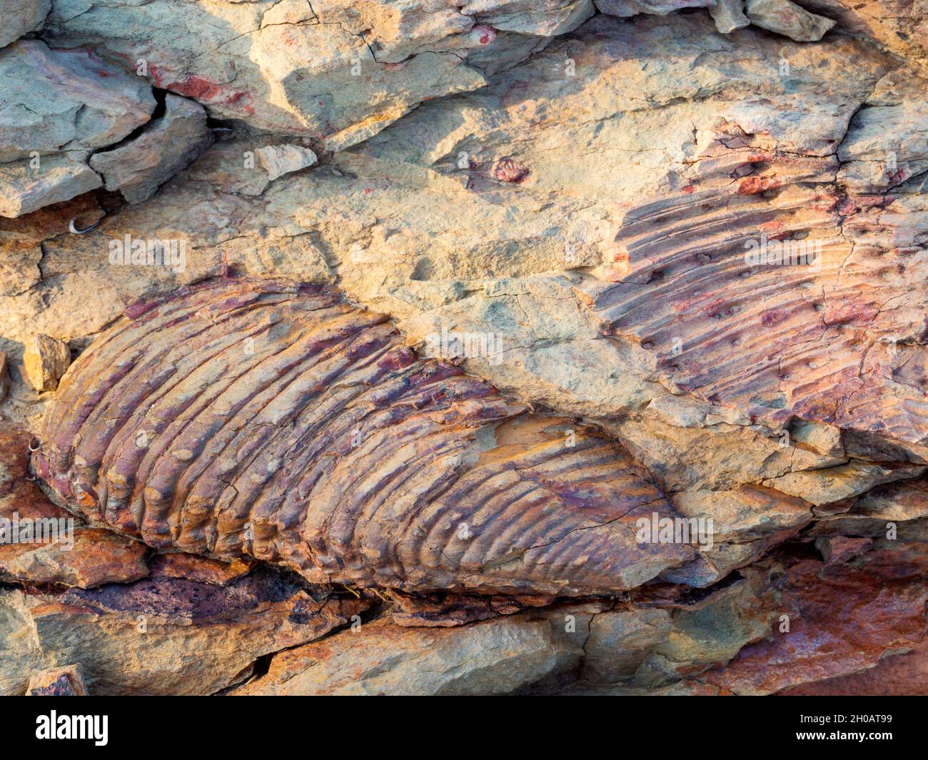 Trilobite fossil. Karoo, Western Cape, South Africa Stock Photo - Alamy