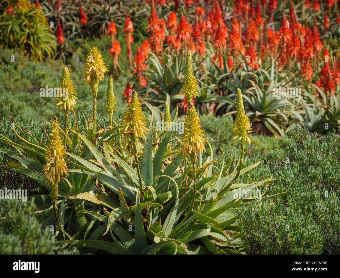Krantz aloe (Aloe arborescens), Kirstenbosch, Cape Town, Western Cape ...