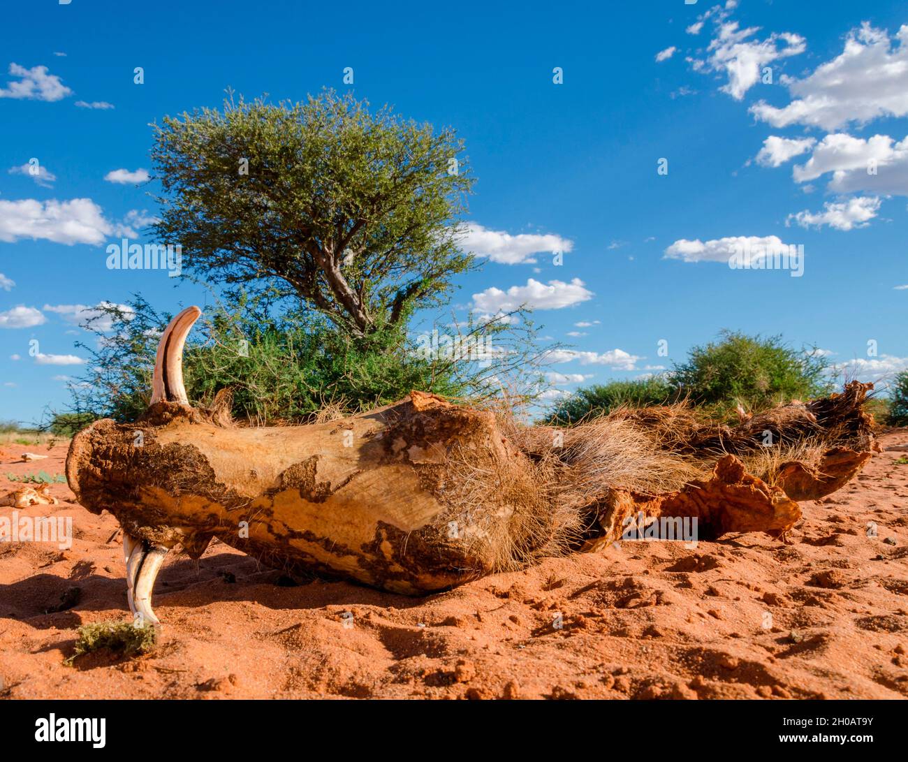 Dead common warthog (Phacochoerus africanus). Northern Cape. South ...