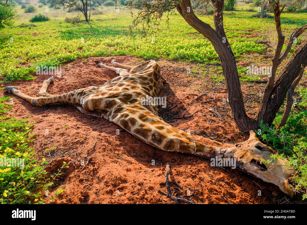 Dead South African giraffe or Cape giraffe (Giraffa giraffa giraffa ...