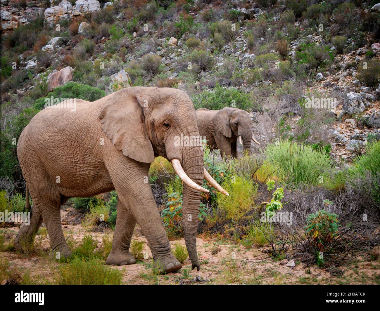 African bush elephant or African savanna elephant (Loxodonta africana ...