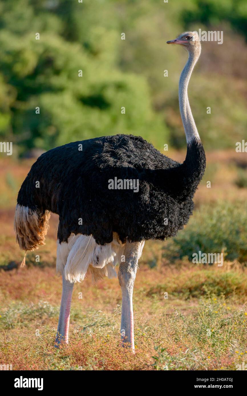 Common ostrich (Struthio camelus) ostrich male, Botswana Stock Photo ...