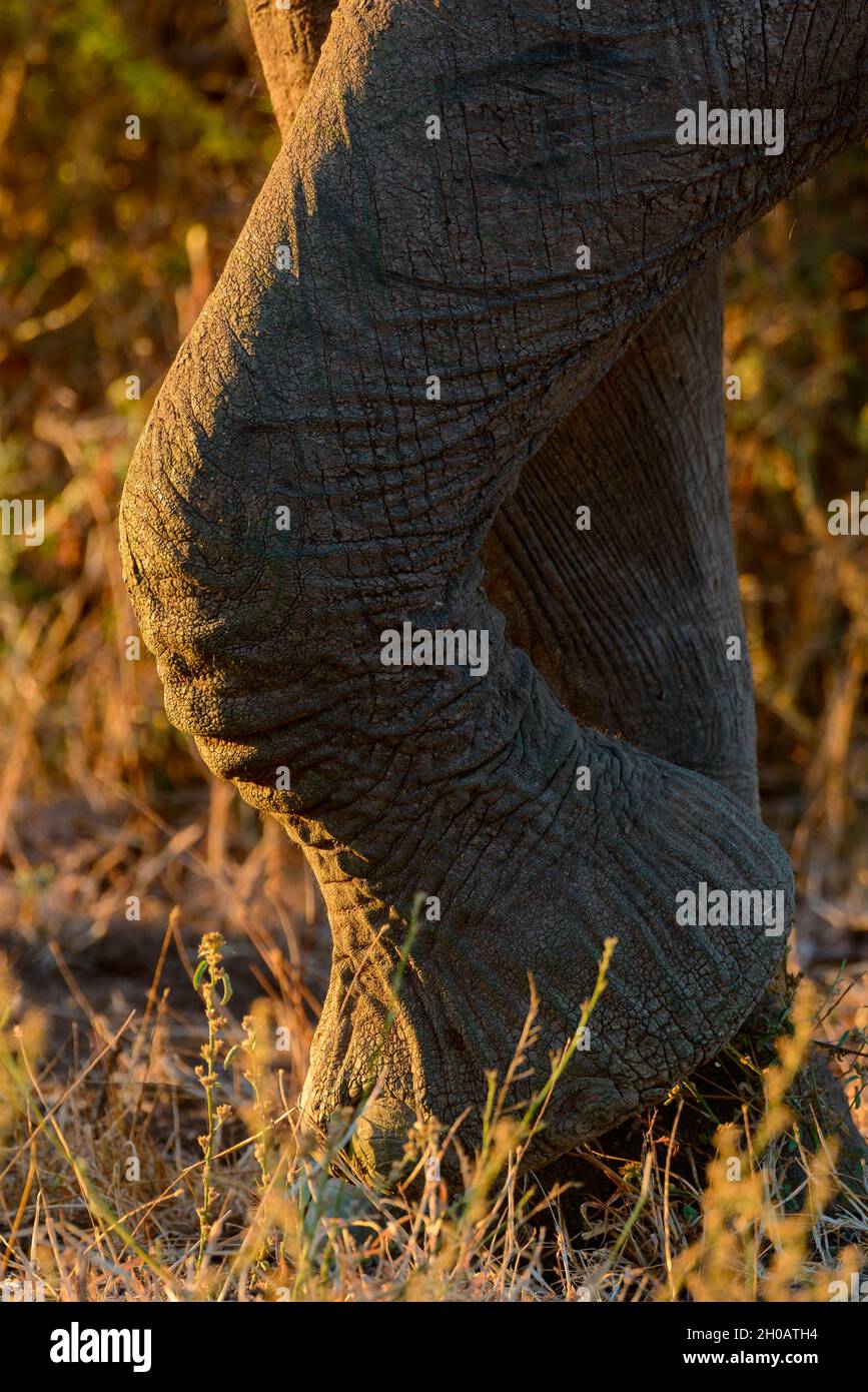 African bush elephant (Loxodonta africana), also known as the African ...