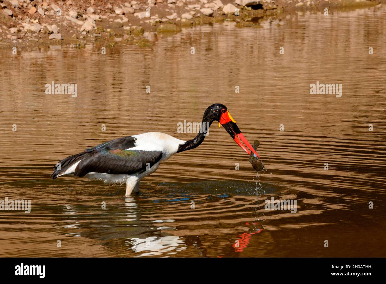 Saddle-billed stork or saddlebill (Ephippiorhynchus senegalensis) in a ...
