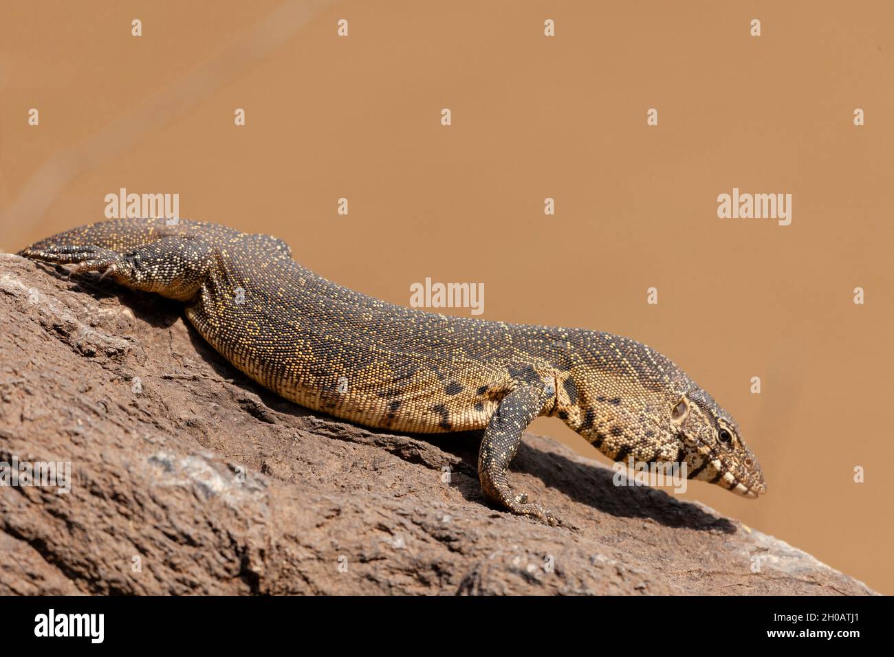 Nile monitor (Varanus niloticus), aka, African small-grain lizard ...
