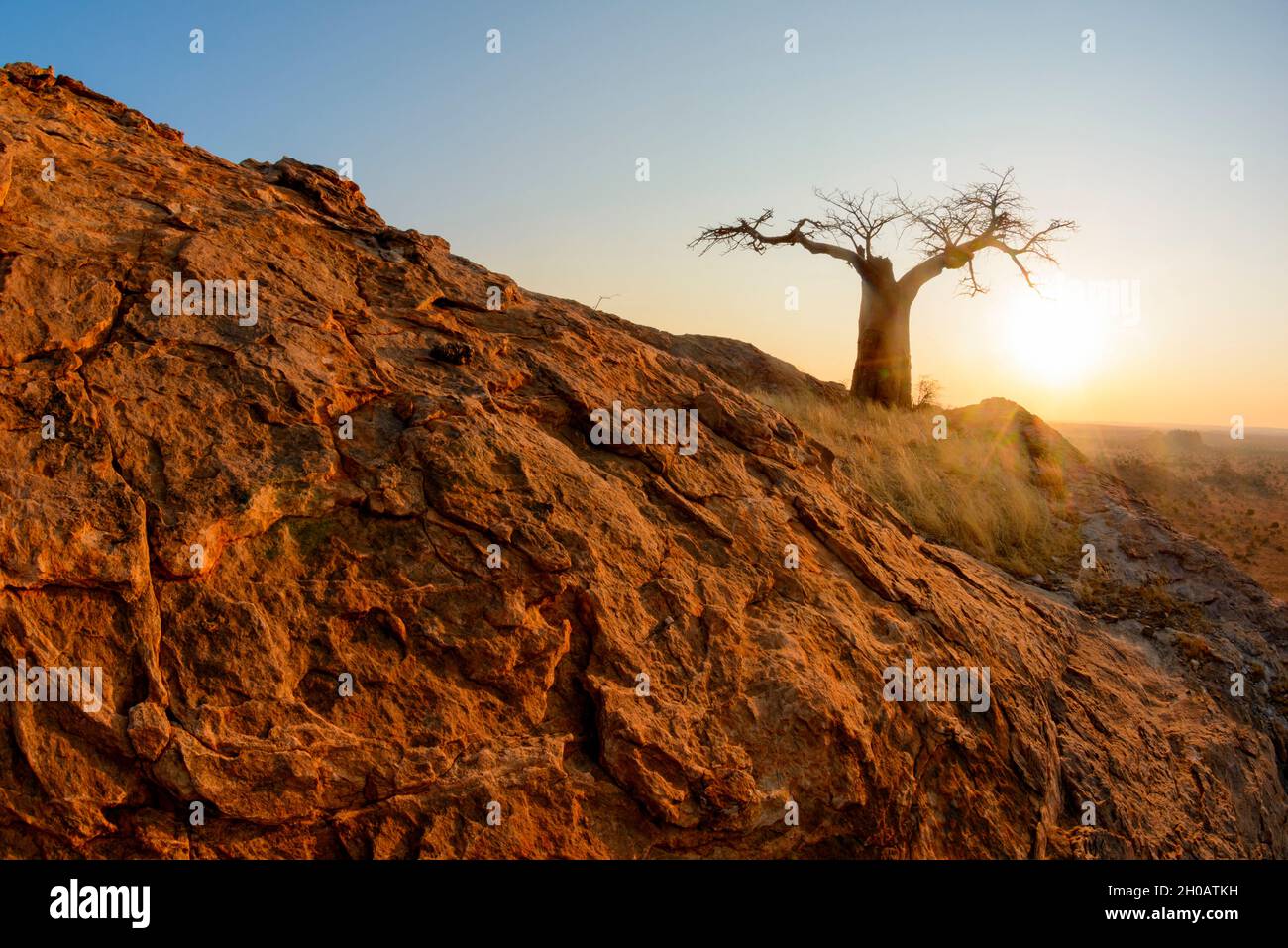 Stunted baobab, dead-rat tree (from the appearance of the fruits ...