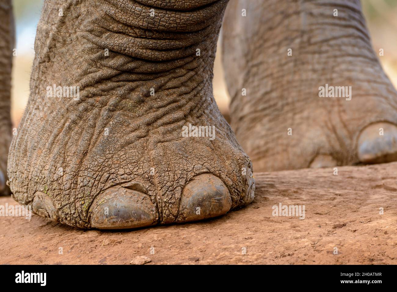 African Bush Elephant (Loxodonta africana). Detail of foot and toe ...