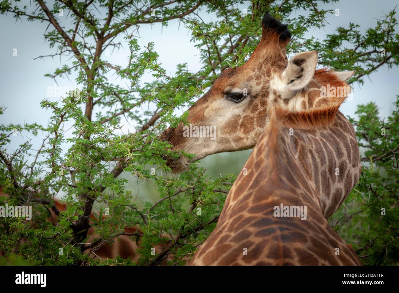 South African giraffe or Cape giraffe (Giraffa camelopardalis giraffa ...