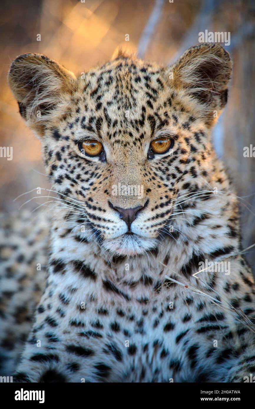 Leopard (Panthera pardus) juvenile (cub) with the most beautiful eyes ...