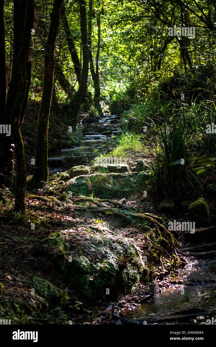 A river coming through deep forest with trees reflections Stock Photo ...