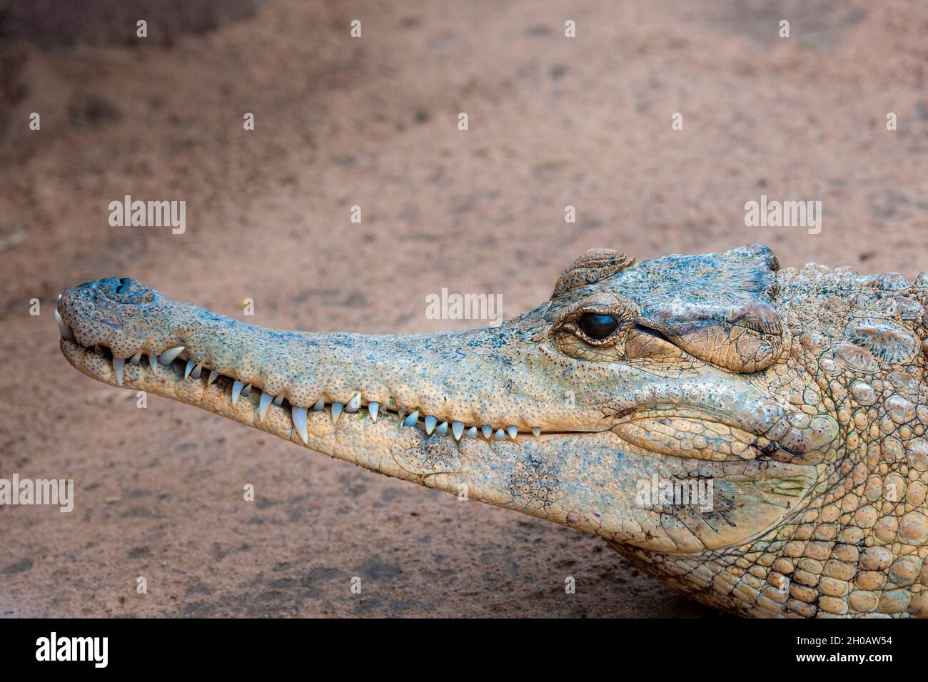 Slender-snouted crocodile (Mecistops cataphractus) from freshwater ...