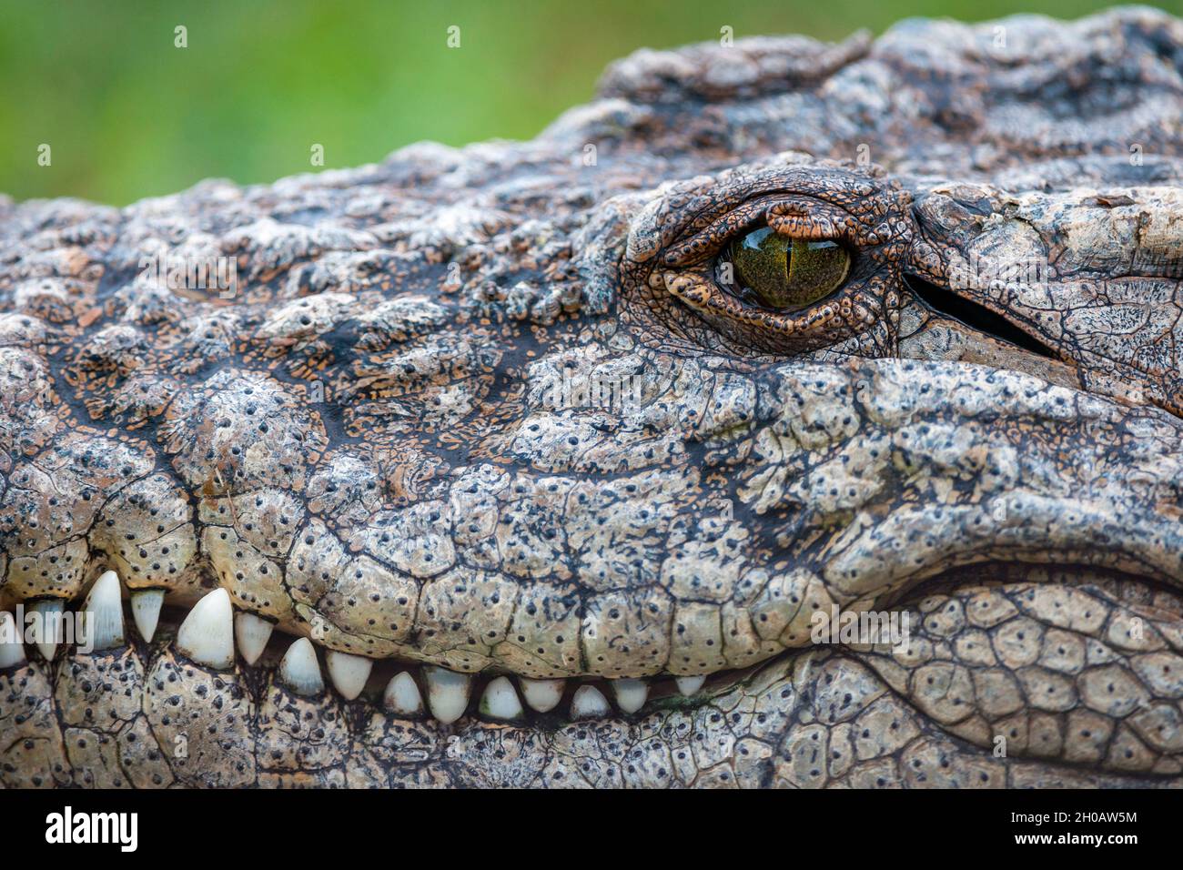 Nile crocodile (Crocodylus niloticus) detail of head showing eye, teeth ...