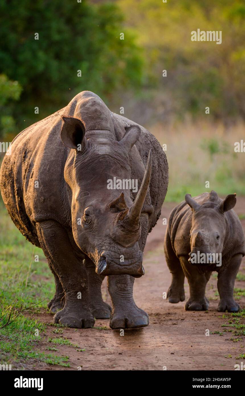 White rhinoceros or square-lipped rhinoceros (rhino) (Ceratotherium ...