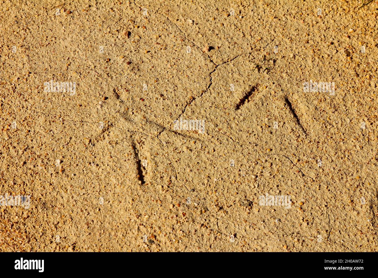 Footb rint hi-res stock photography and images - Alamy