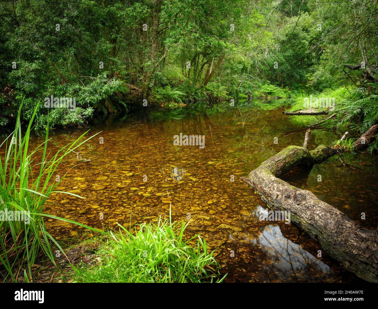Riverine view. Forest stream. Garden Route. Western Cape. South Africa ...