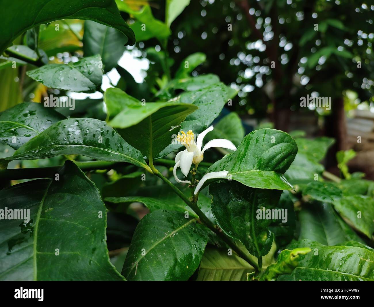 King lemon flower hi-res stock photography and images - Alamy
