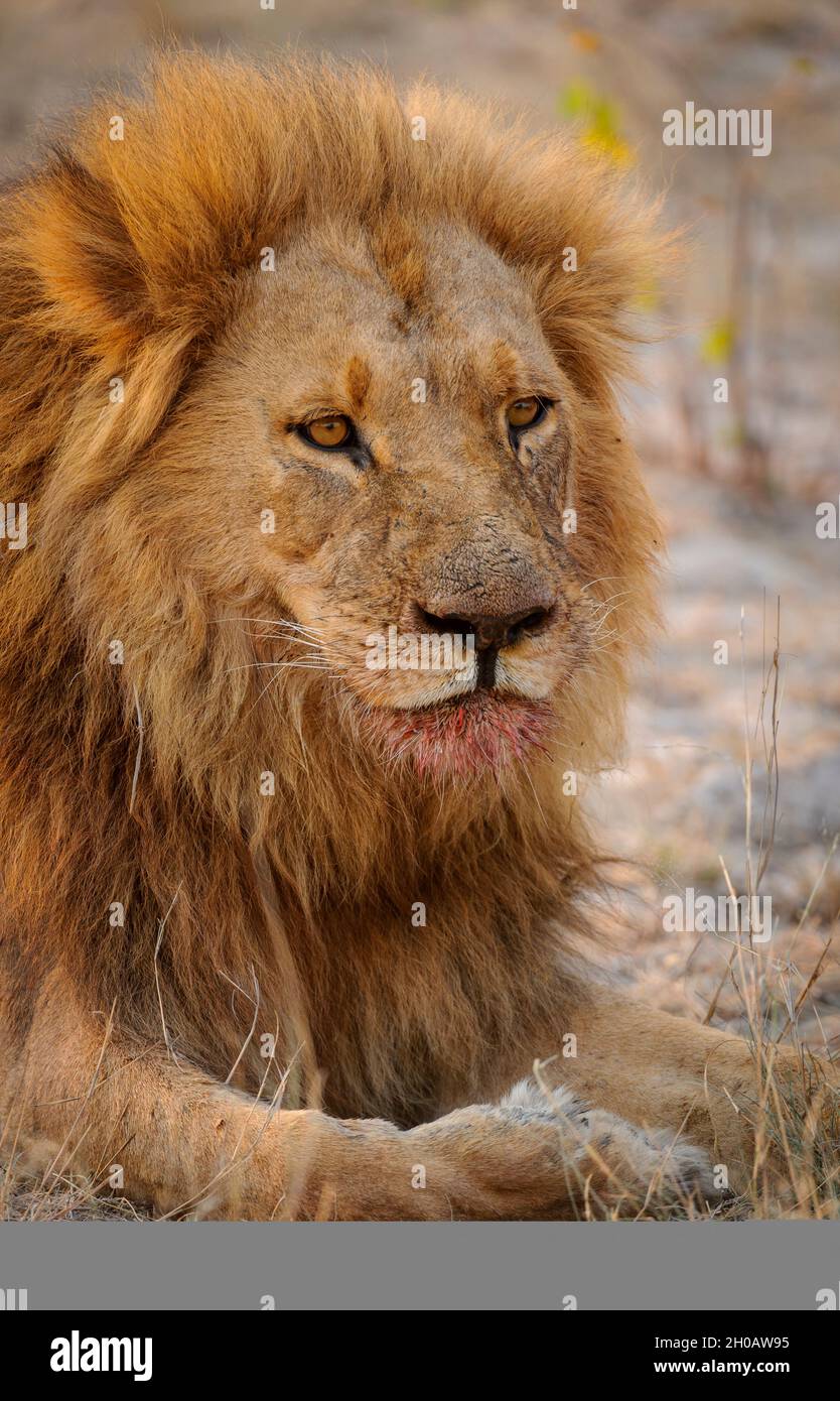 Gorgeous male lion (Panthera leo) with blood mane. Portrait (vertical ...