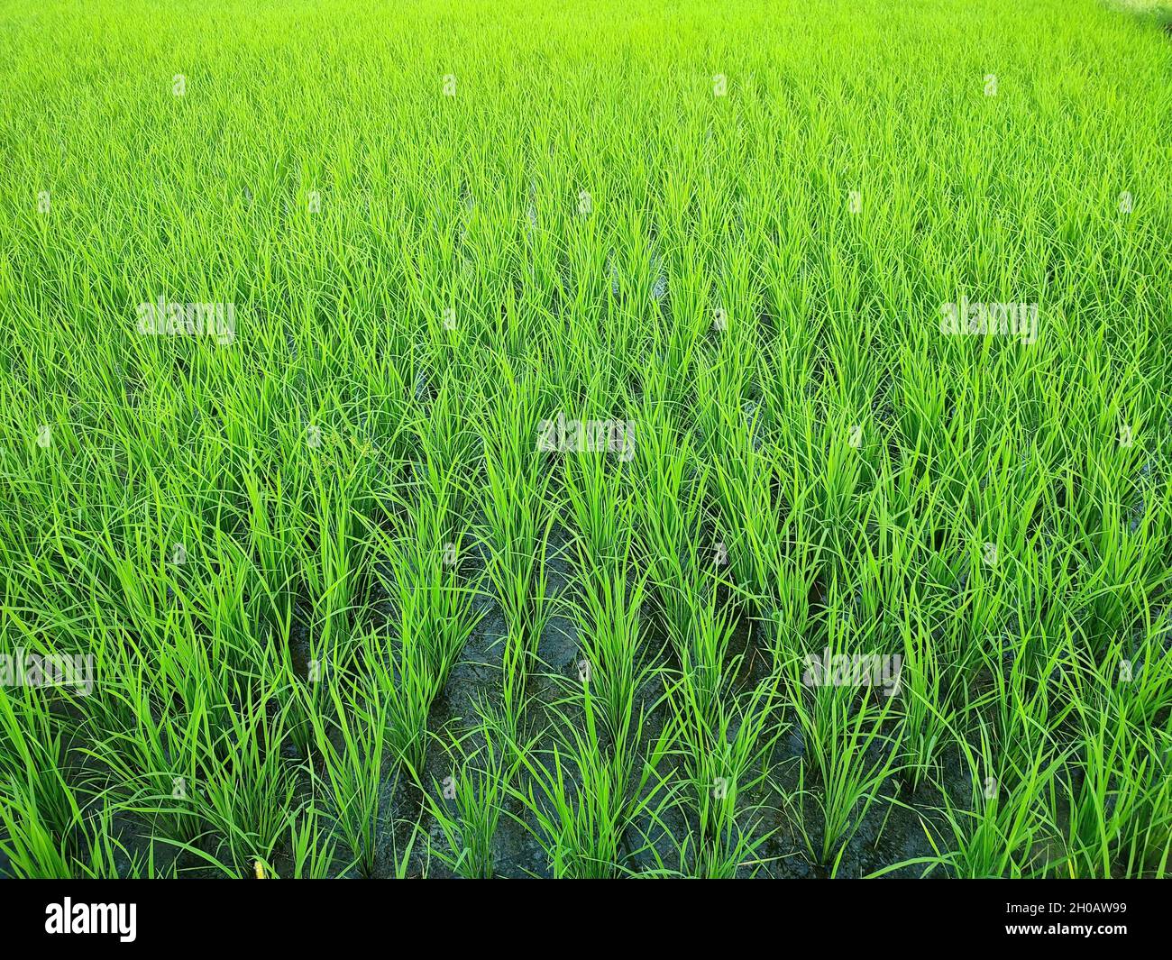 Green paddy crop plantation Stock Photo - Alamy