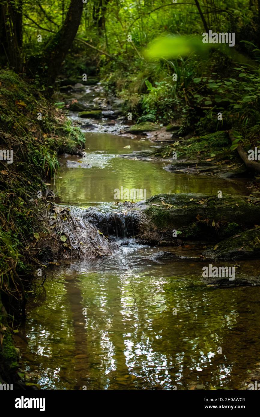A river coming through deep forest with trees reflections Stock Photo ...