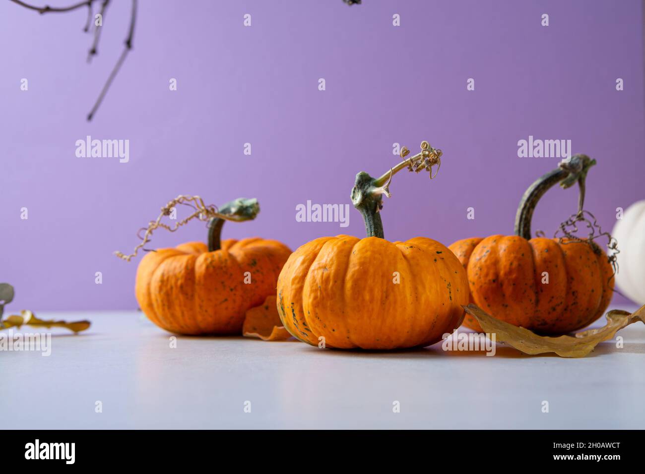 Composition three orange pumpkins hi-res stock photography and images ...