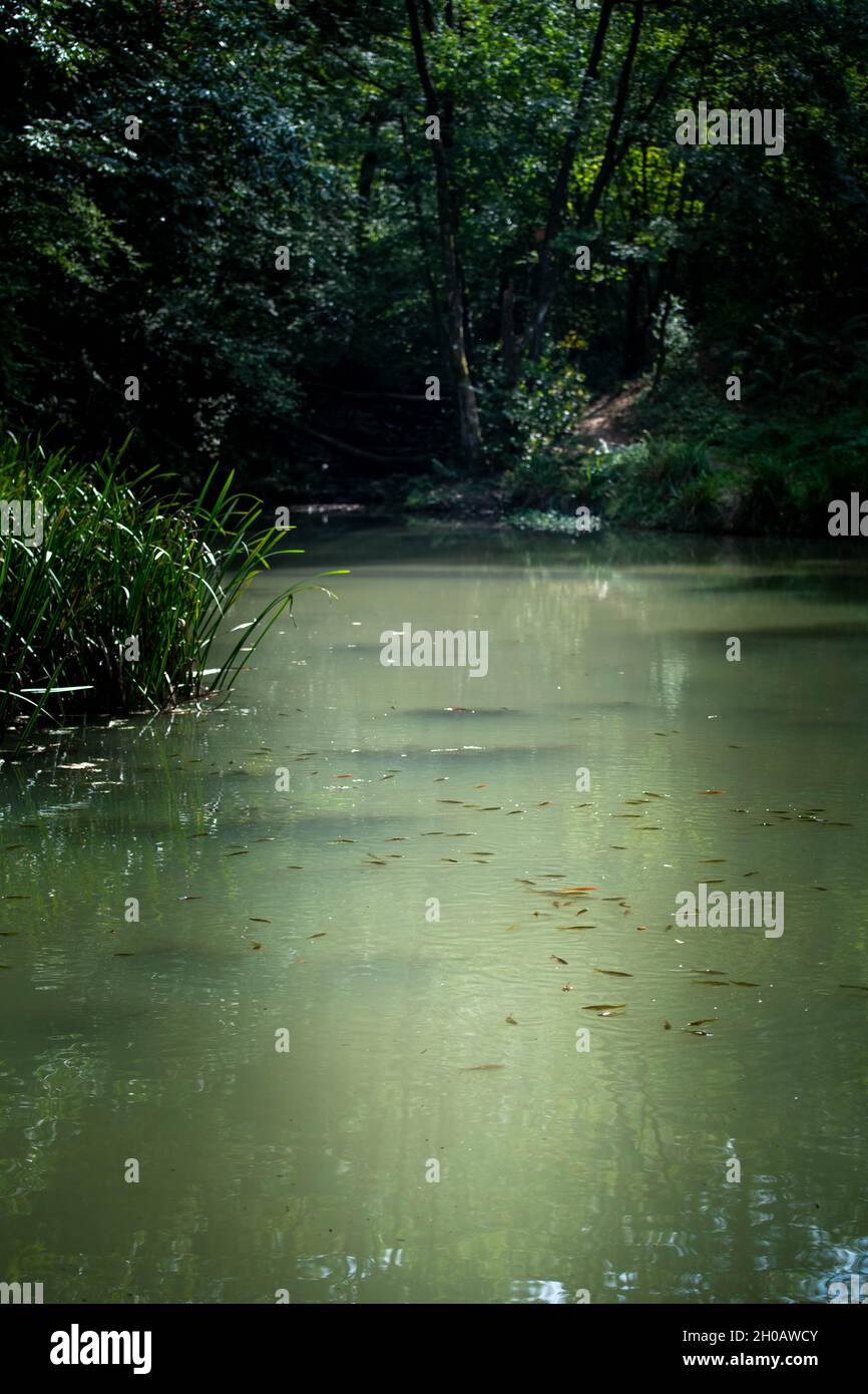A swamp with small fish in green water Stock Photo - Alamy