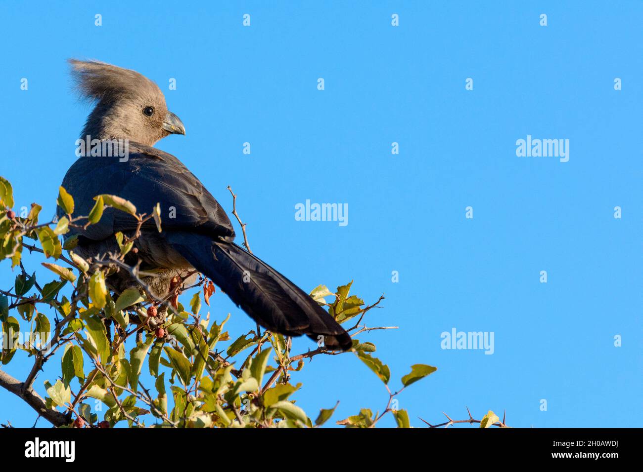 Grey lourie (Corythaixoides concolor), also known as go-away bird and ...