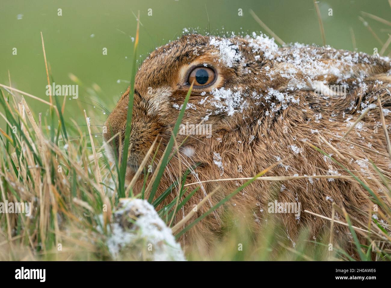 Hare head hi-res stock photography and images - Alamy