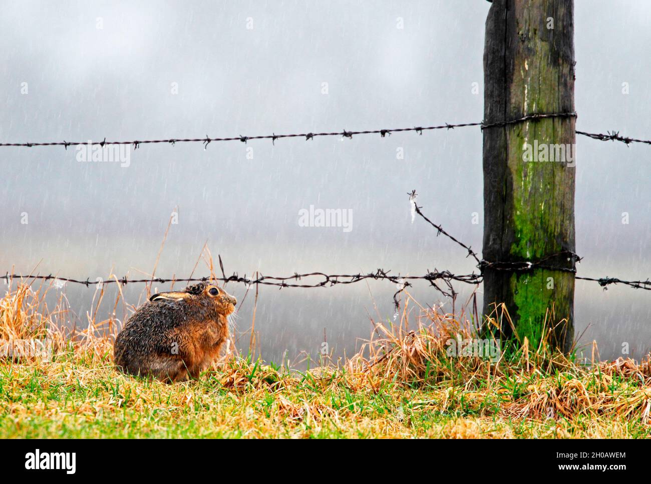 Brown hare (Lepus europaeus) Hare laying in the grass while rainning ...