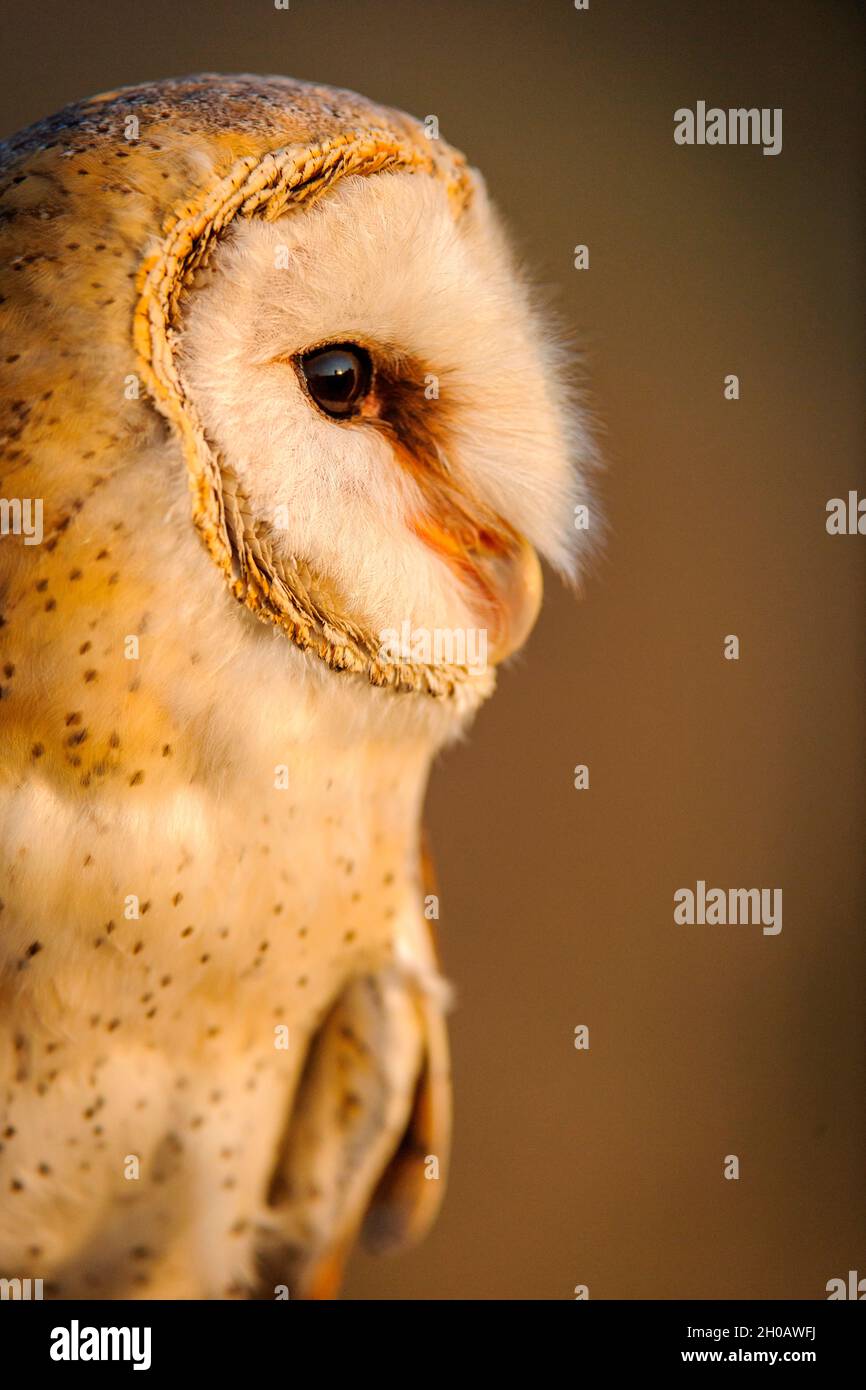 Barn Owl (Tyto alba). KwaZulu Natal. South Africa Stock Photo - Alamy