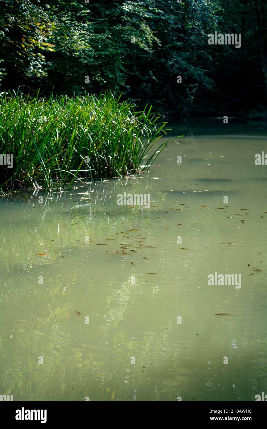 A swamp with small fish in green water Stock Photo - Alamy
