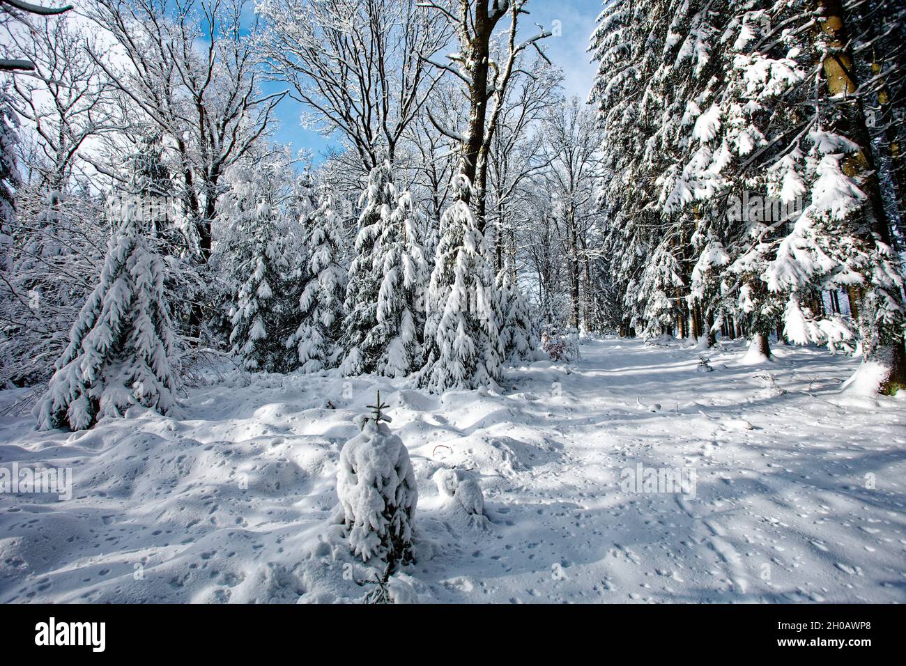 Snowy forest, Ardennes, Belgium Stock Photo - Alamy