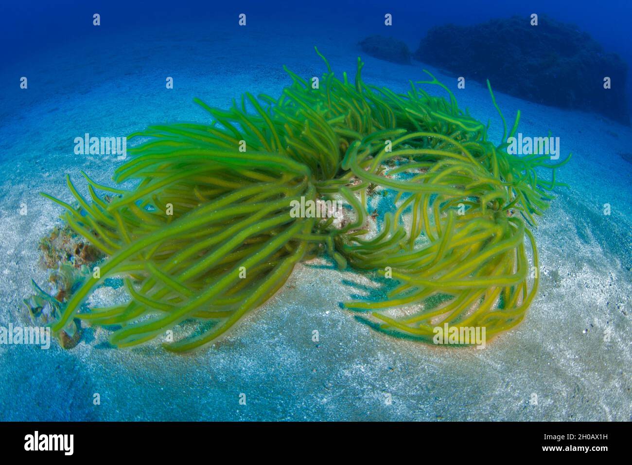 Codium sp hi-res stock photography and images - Alamy