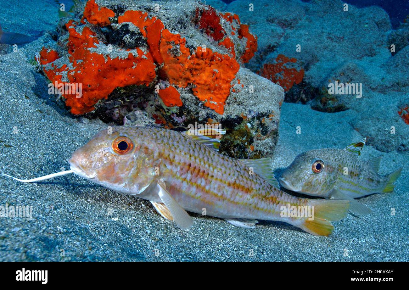 Striped red mollet (Mullus surmuletus). Fish from the Canary Islands ...
