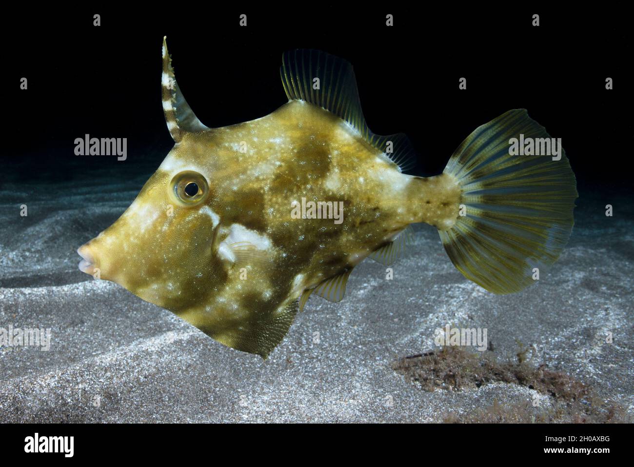 Planehead filfish (Stephanolepis hispidus). Fish of the Canary Islands ...