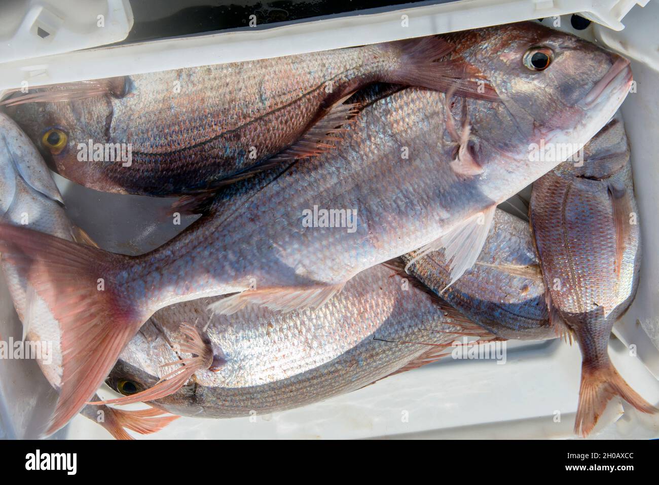Professional fishing sector. Artisanal fishing with cages for fish ...