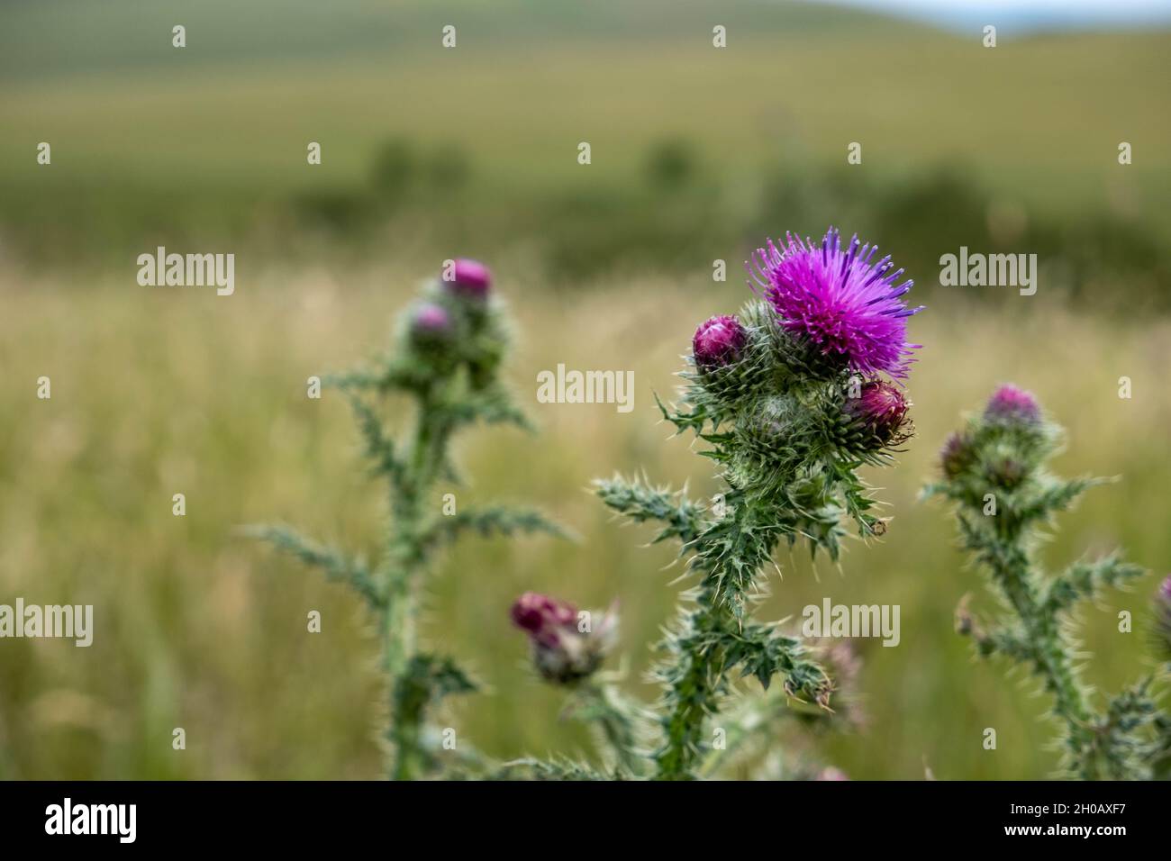 Purple thistle plants hi-res stock photography and images - Alamy