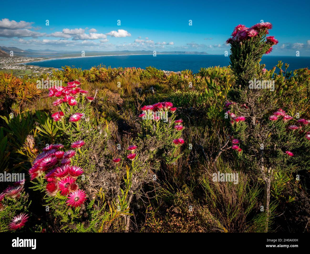 Cape everlasting hi-res stock photography and images - Alamy