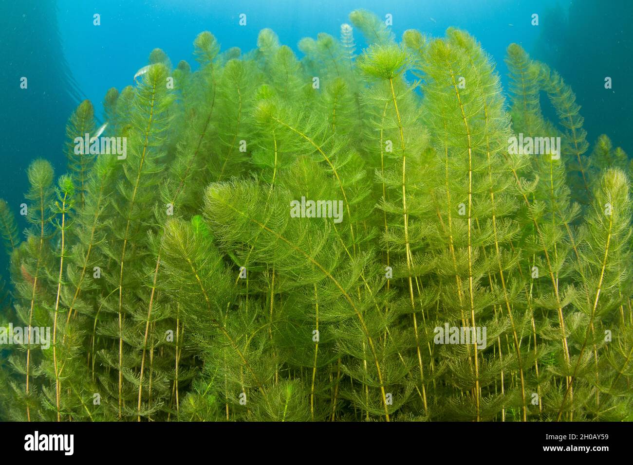 Myriophyllum Spicatum