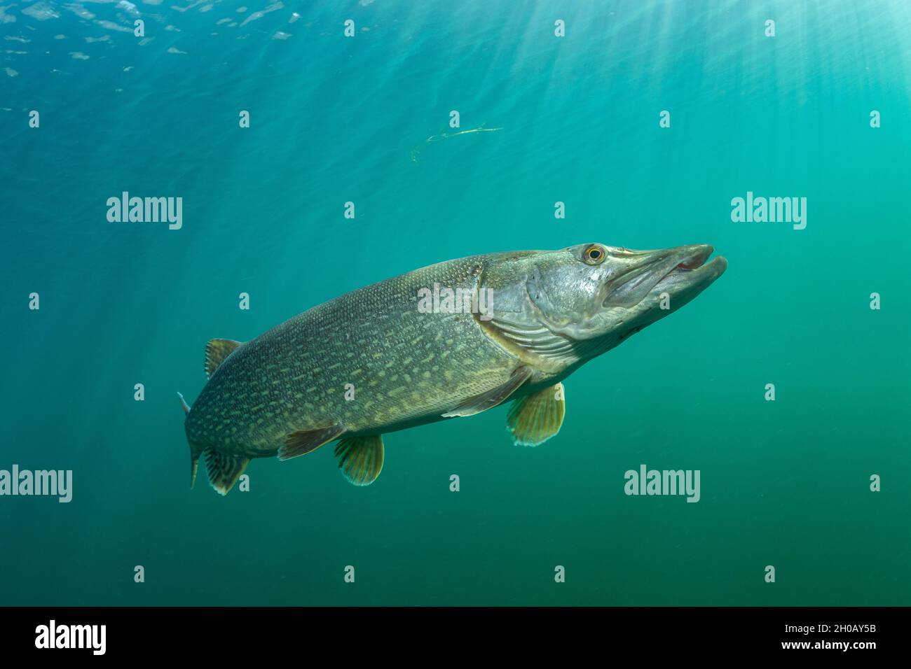 Northern pike (Esox lucius) large individual, Sion, Valais canton ...