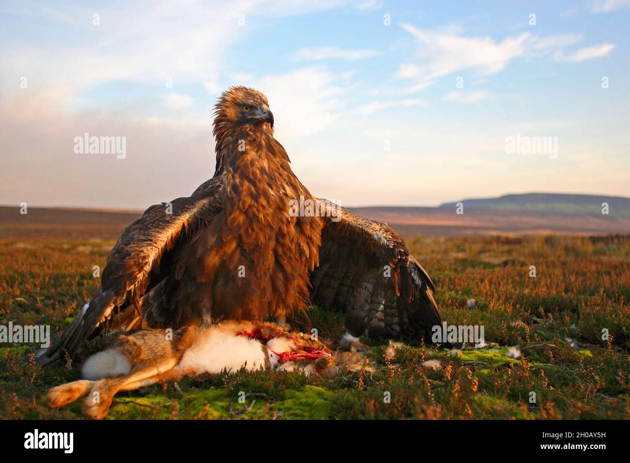 Mantling High Resolution Stock Photography and Images - Alamy