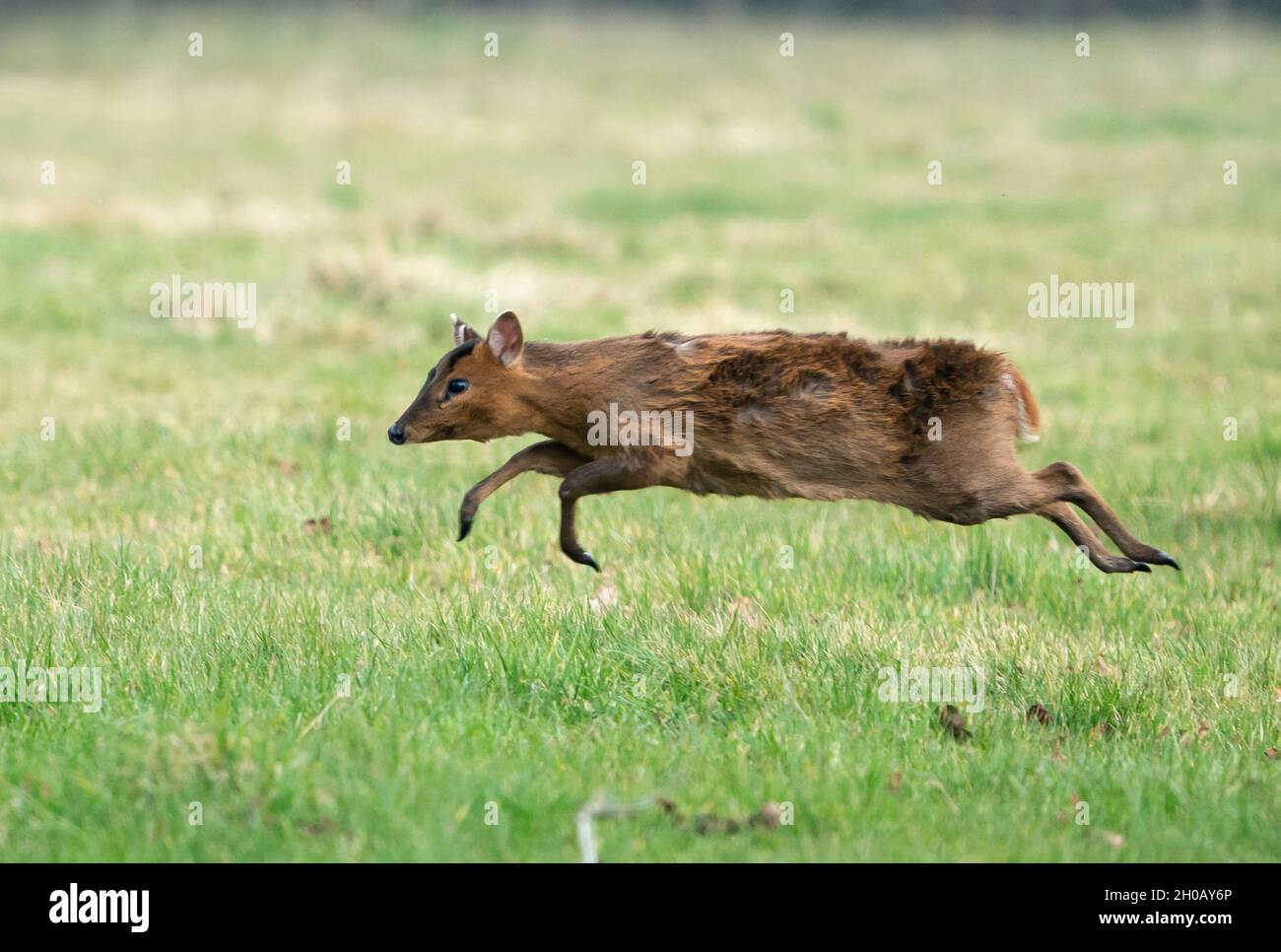 Muntjack deer (Muntiacus reevesi) running in a meadow, England Stock ...